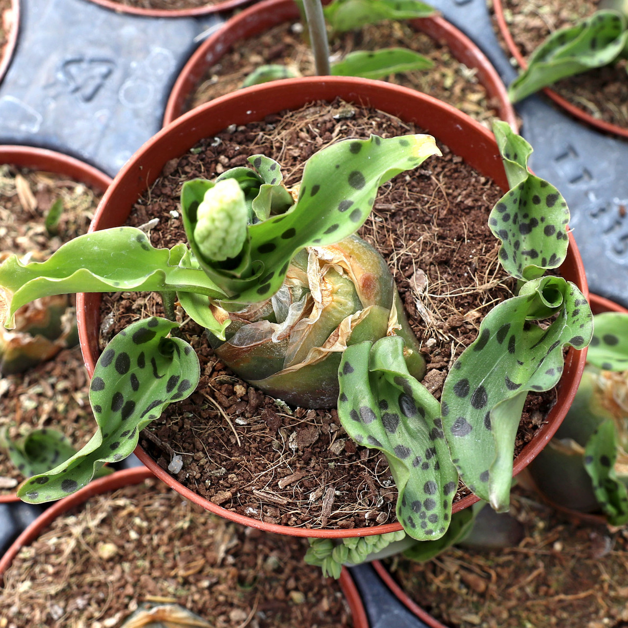 Drimiopsis maculata | Mountain Crest Gardens™