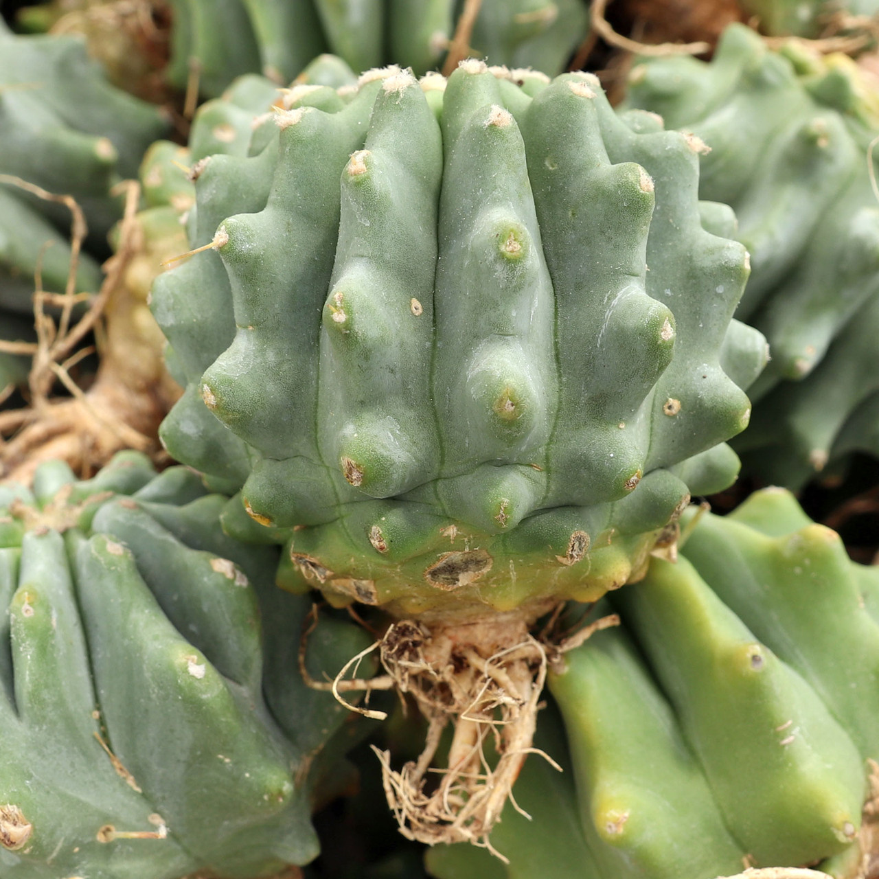 Ferocactus glaucescens v. inermis | Mountain Crest Gardens®
