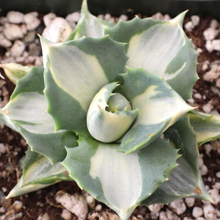Agave isthmensis f. mediopicta alba | MCG™