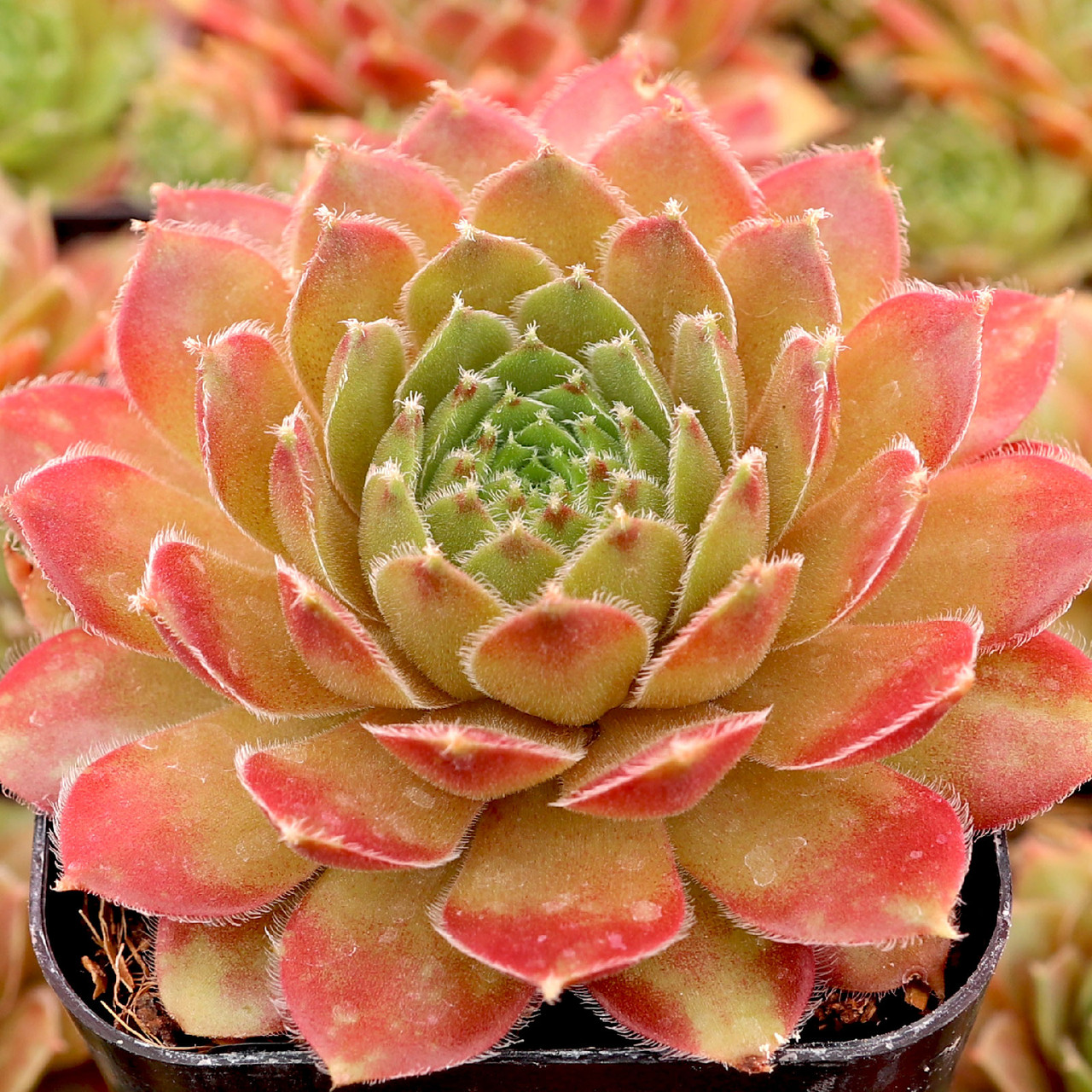 Sempervivum 'Meisse' | Mountain Crest Gardens™