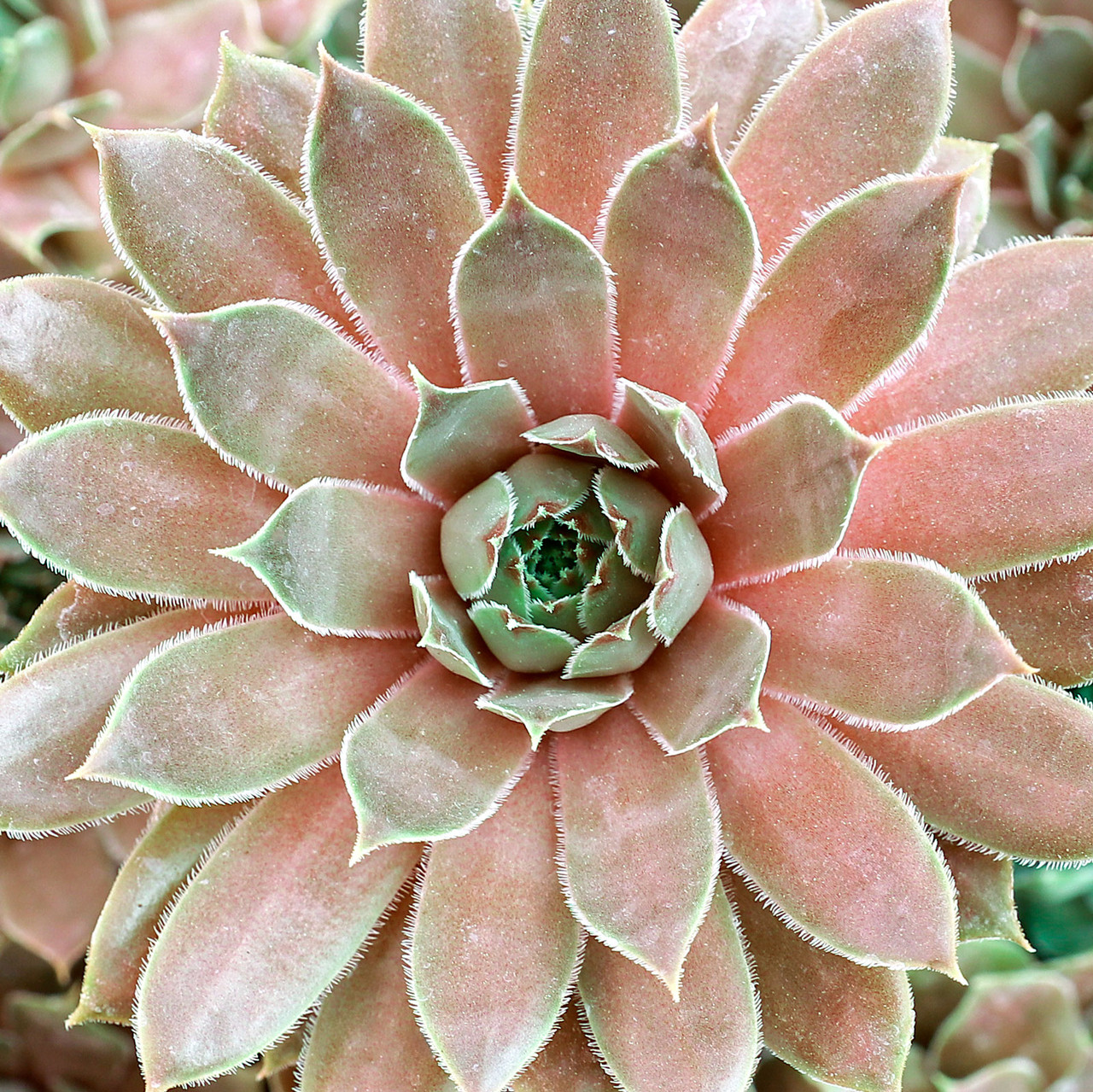 Sempervivum 'Pacific Taffy Pink' | MCG™
