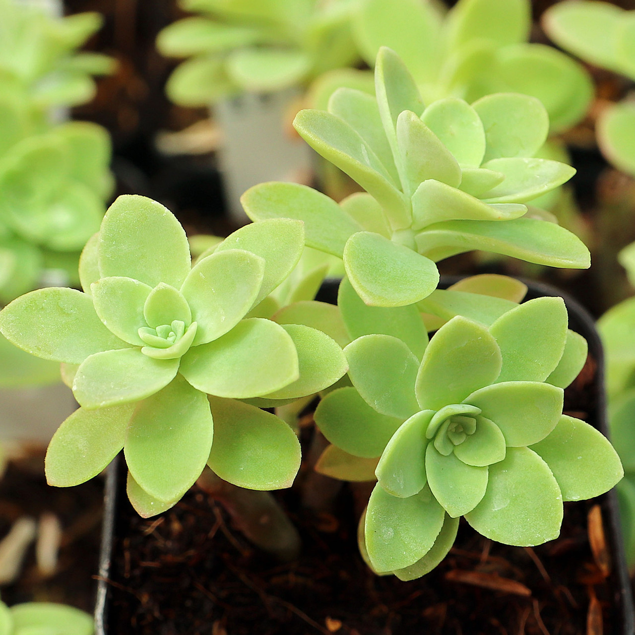 Sedum palmeri | Mountain Crest Gardens™