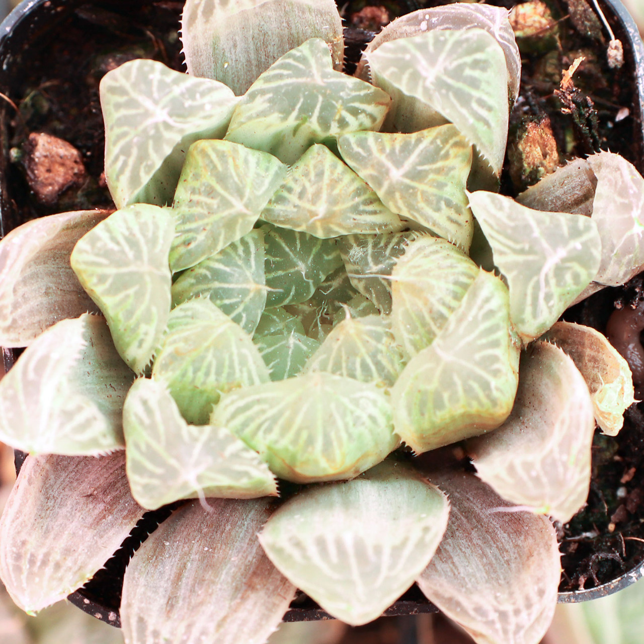 Haworthia cooperi f. variegata - Mountain Crest Gardens