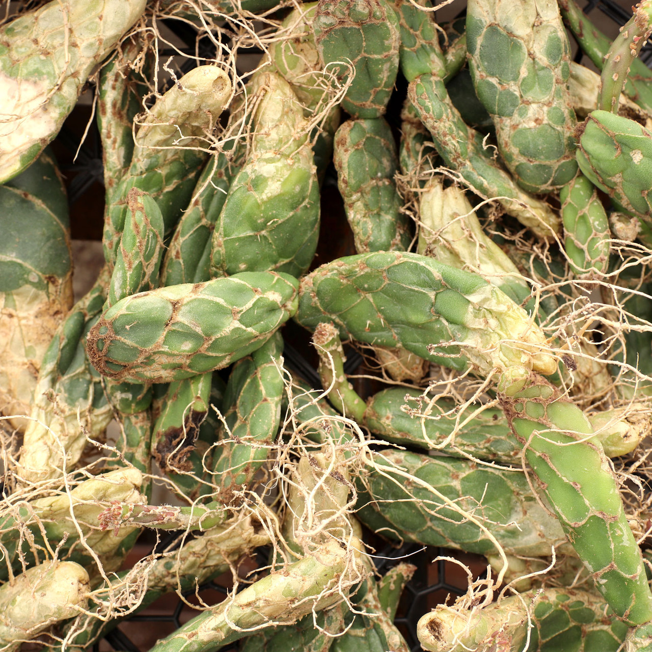 Opuntia tuna 'Cobra' [bareroot] | Mountain Crest Gardens™