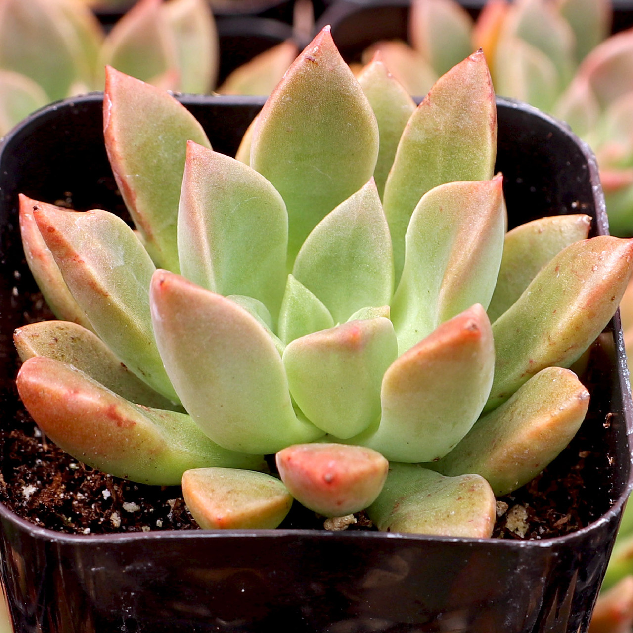 Graptopetalum 'April Dawn' | Mountain Crest Gardens™
