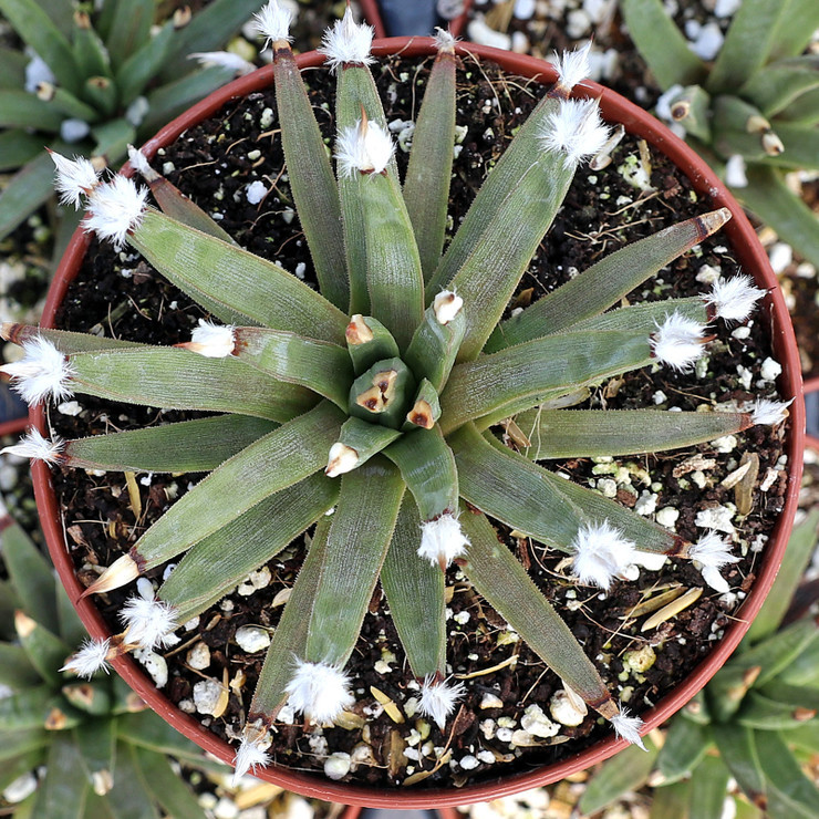 Agave albopilosa 'Tufts' | Mountain Crest Gardens™