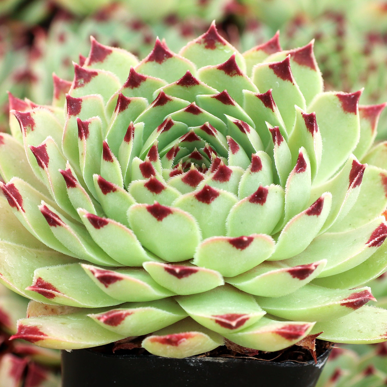 Sempervivum calcareum 'Maroon Queen' | MCG™