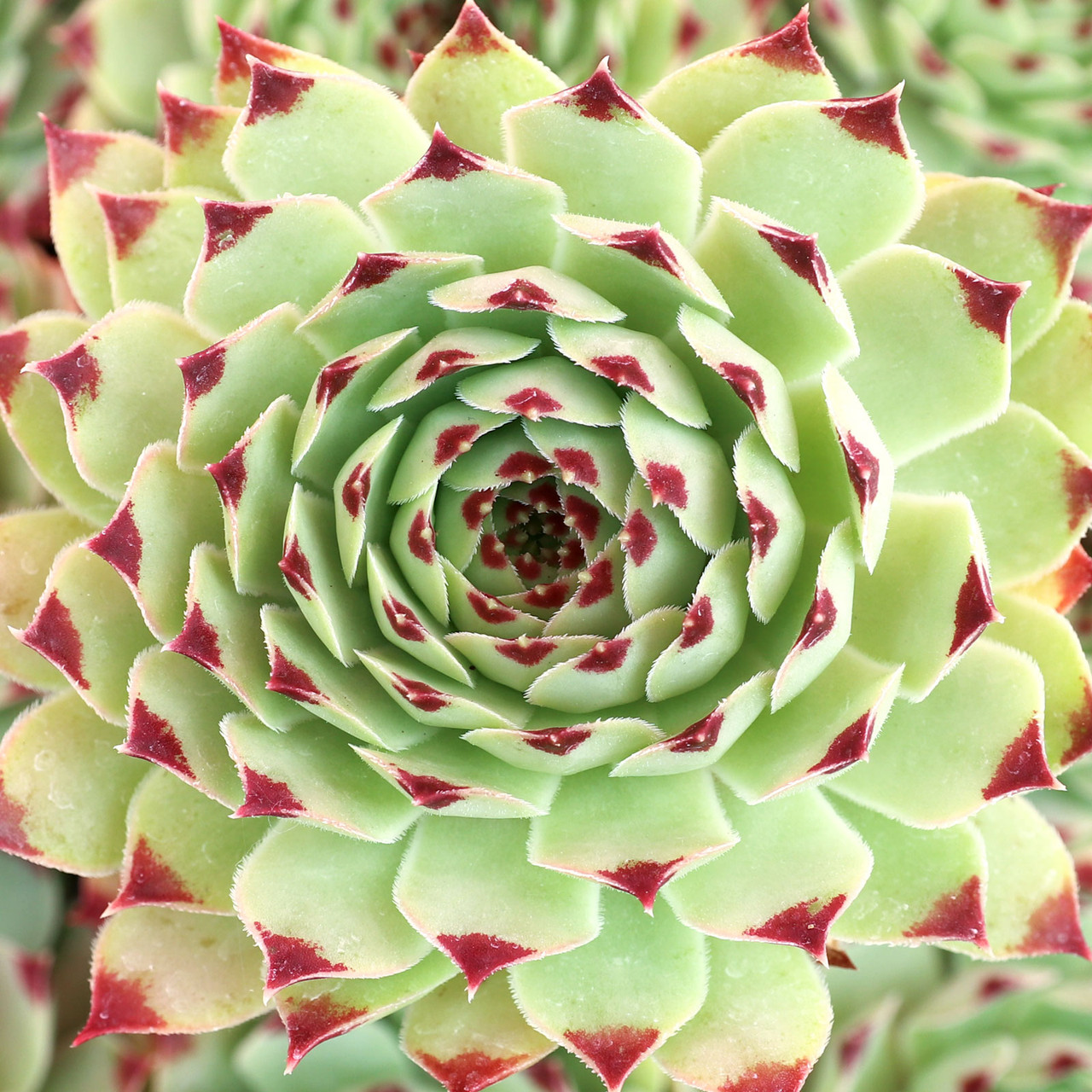 Sempervivum calcareum 'Maroon Queen' | MCG™