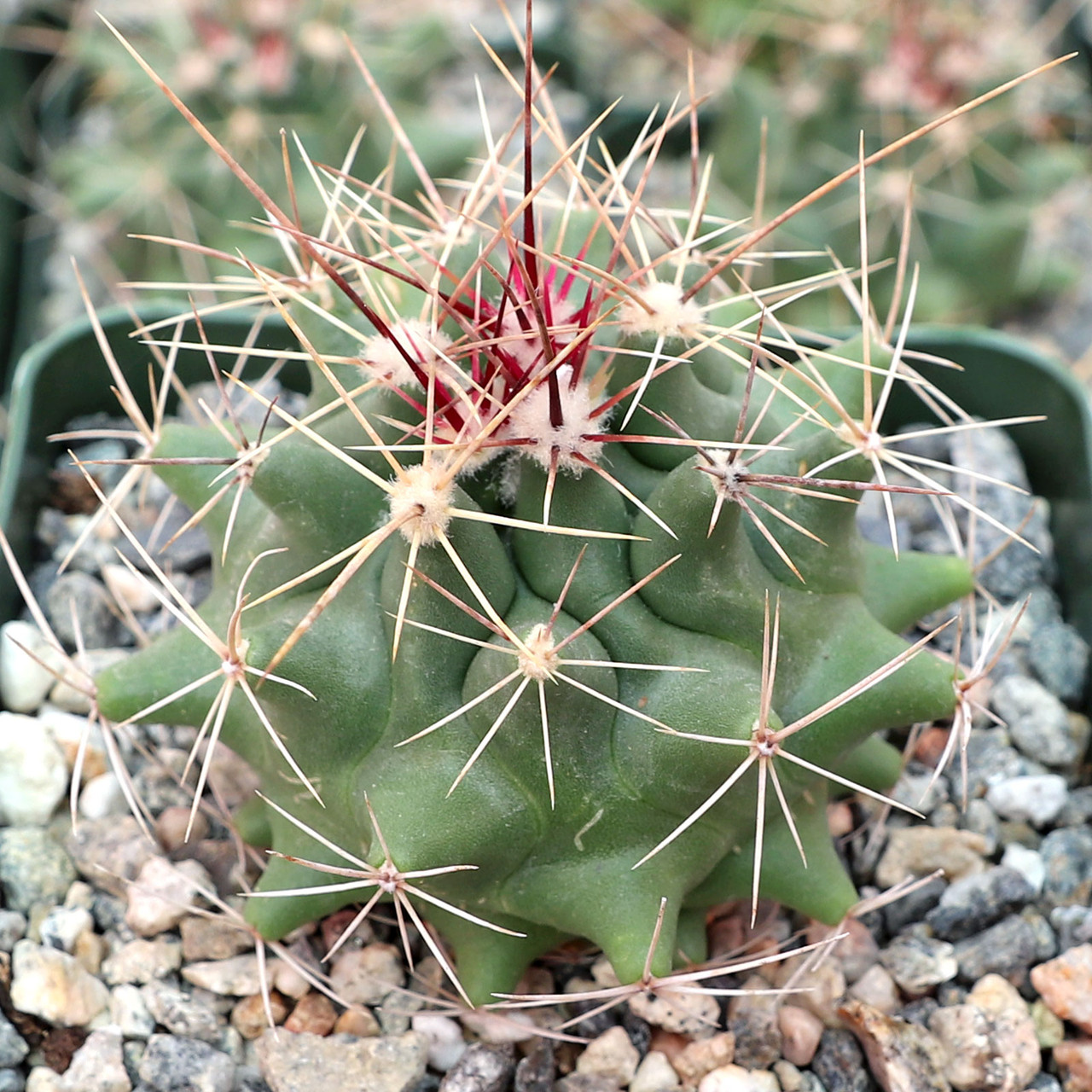 Thelocactus tulensis subs. matudae | MCG™