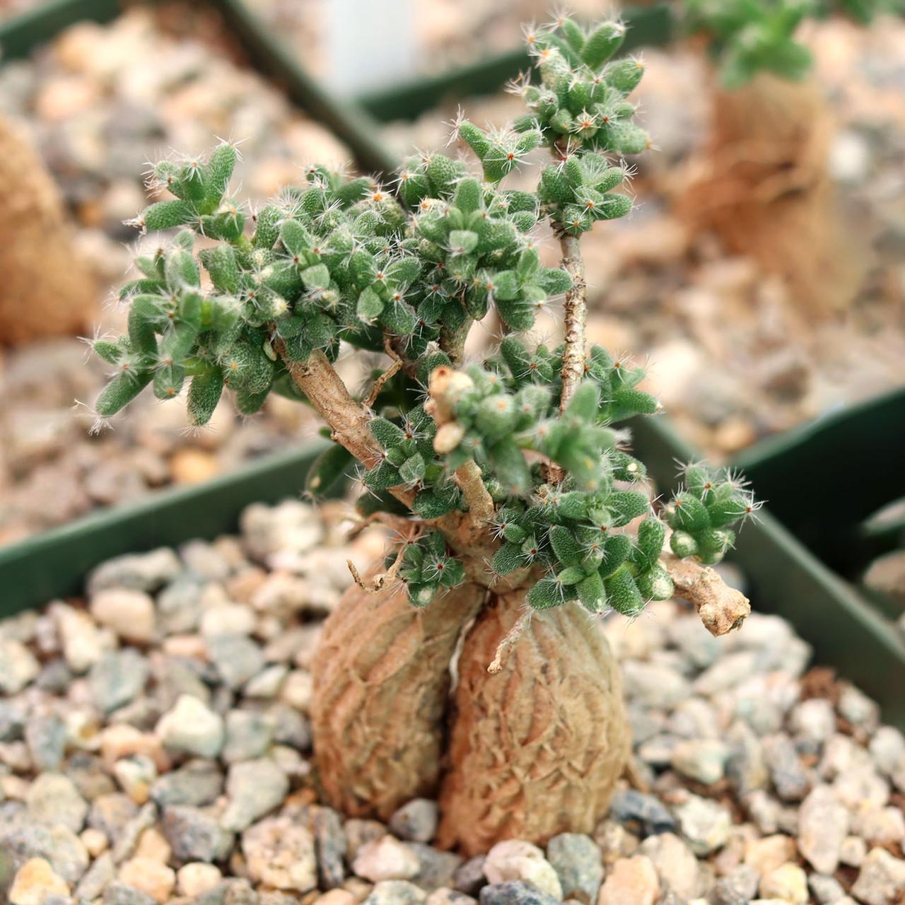 Trichodiadema bulbosum - African Bonsai [large] | MCG™
