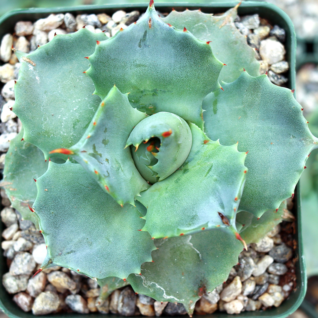 Agave isthmensis - Dwarf Butterfly Agave [large] | MCG™