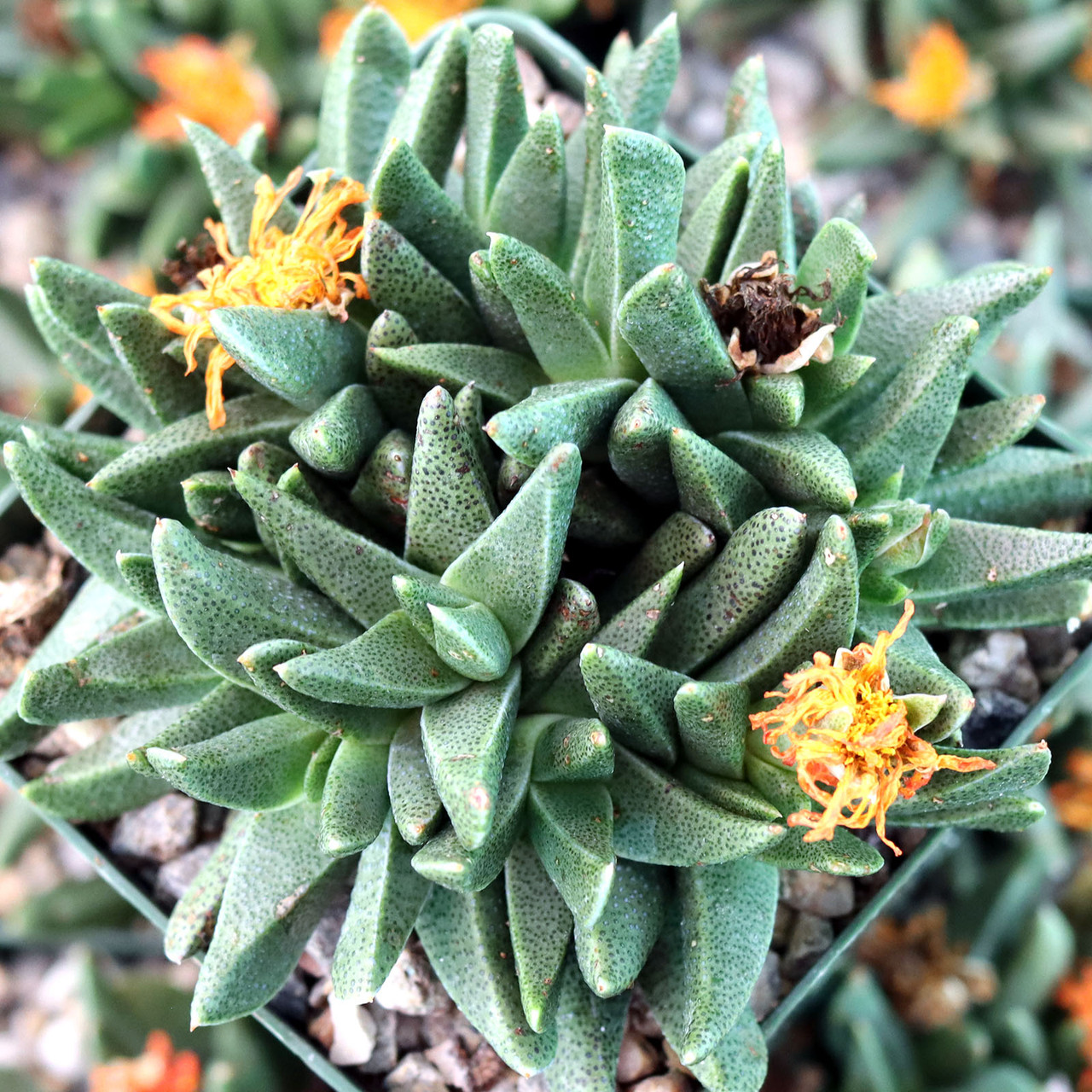 Rabiea difformis [large] | Mountain Crest Gardens
