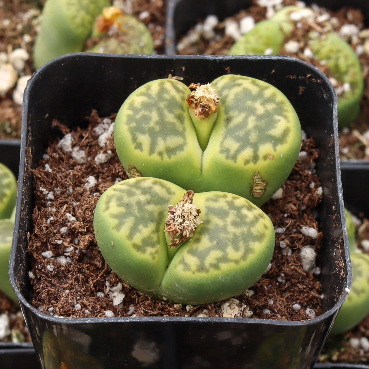 Lithops fulviceps 'Aurea' | Mountain Crest Gardens™