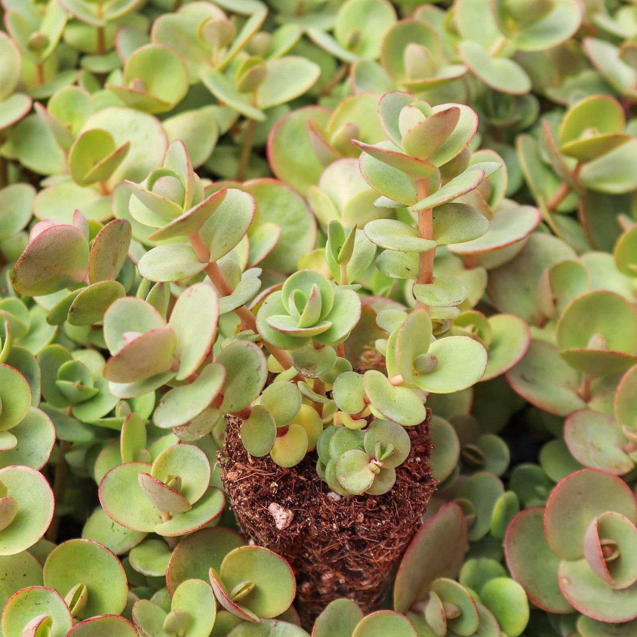 Sedum Sunsparkler® 'Lime Zinger' [plug] - Mountain Crest Gardens