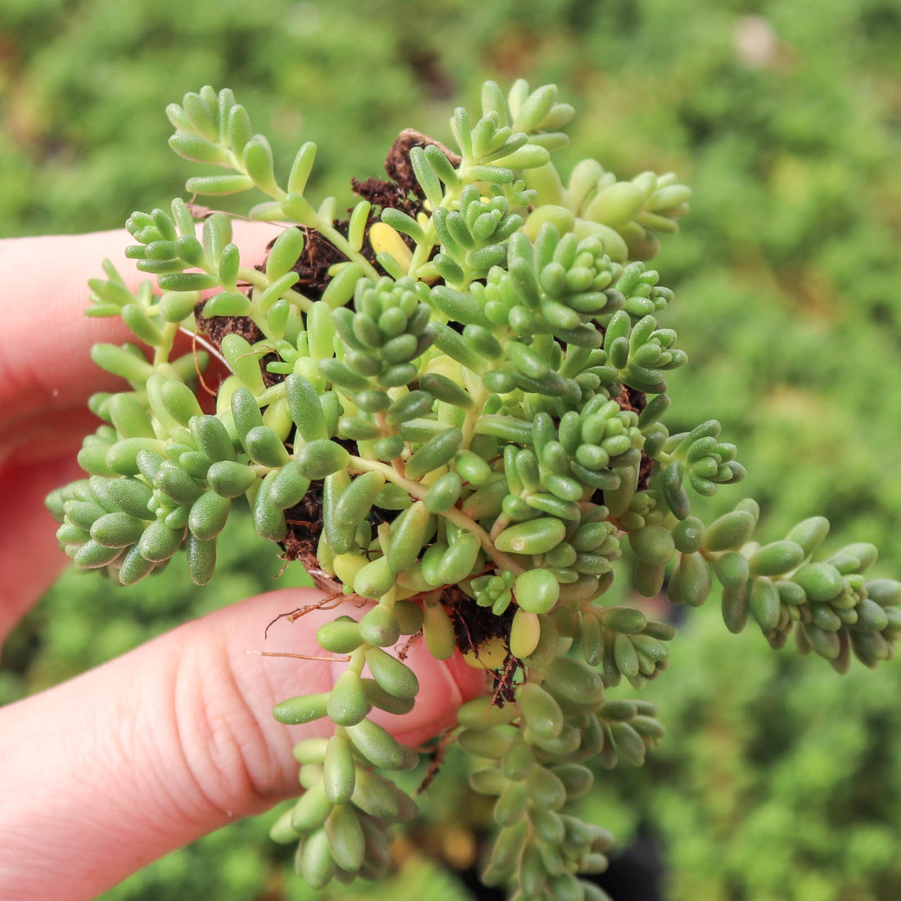 Sedum album 'Coral Carpet' - Sedum (Stonecrop)