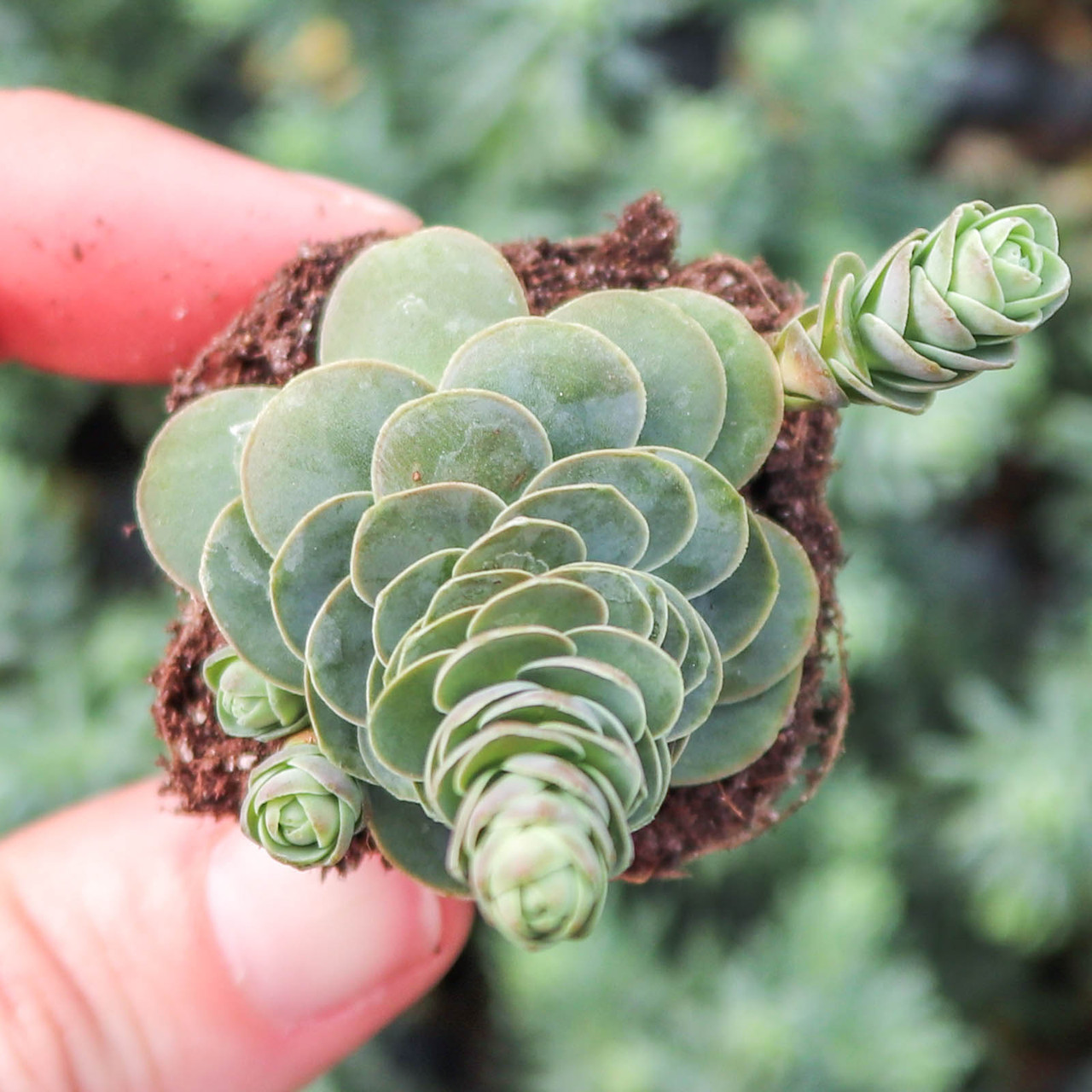 Sedum anacampseros [plug] - Mountain Crest Gardens