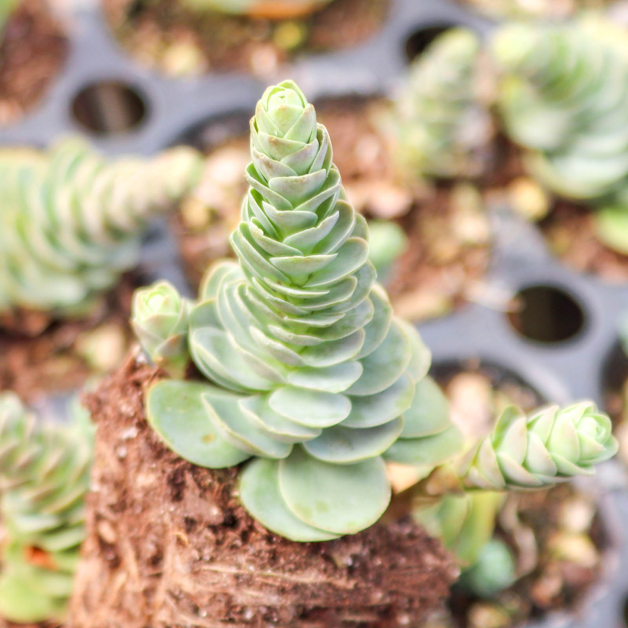 Sedum anacampseros [plug] - Mountain Crest Gardens