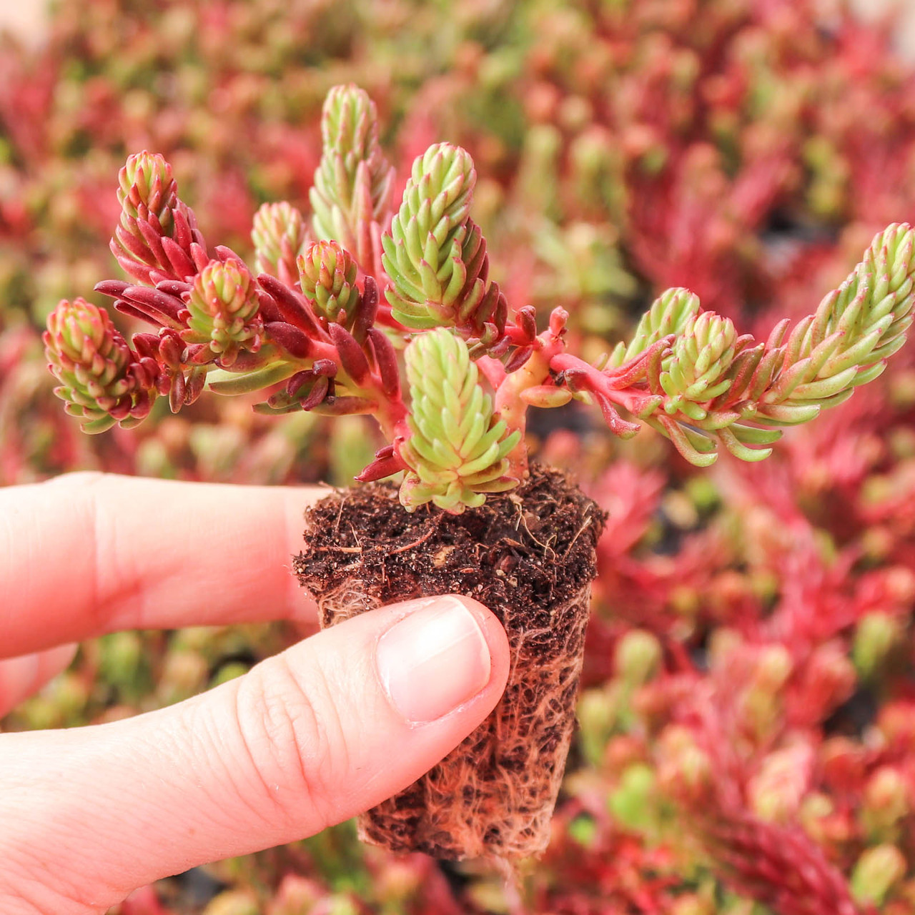 Sedum ochroleucum 'Red Wiggle' [plug] - Mountain Crest Gardens
