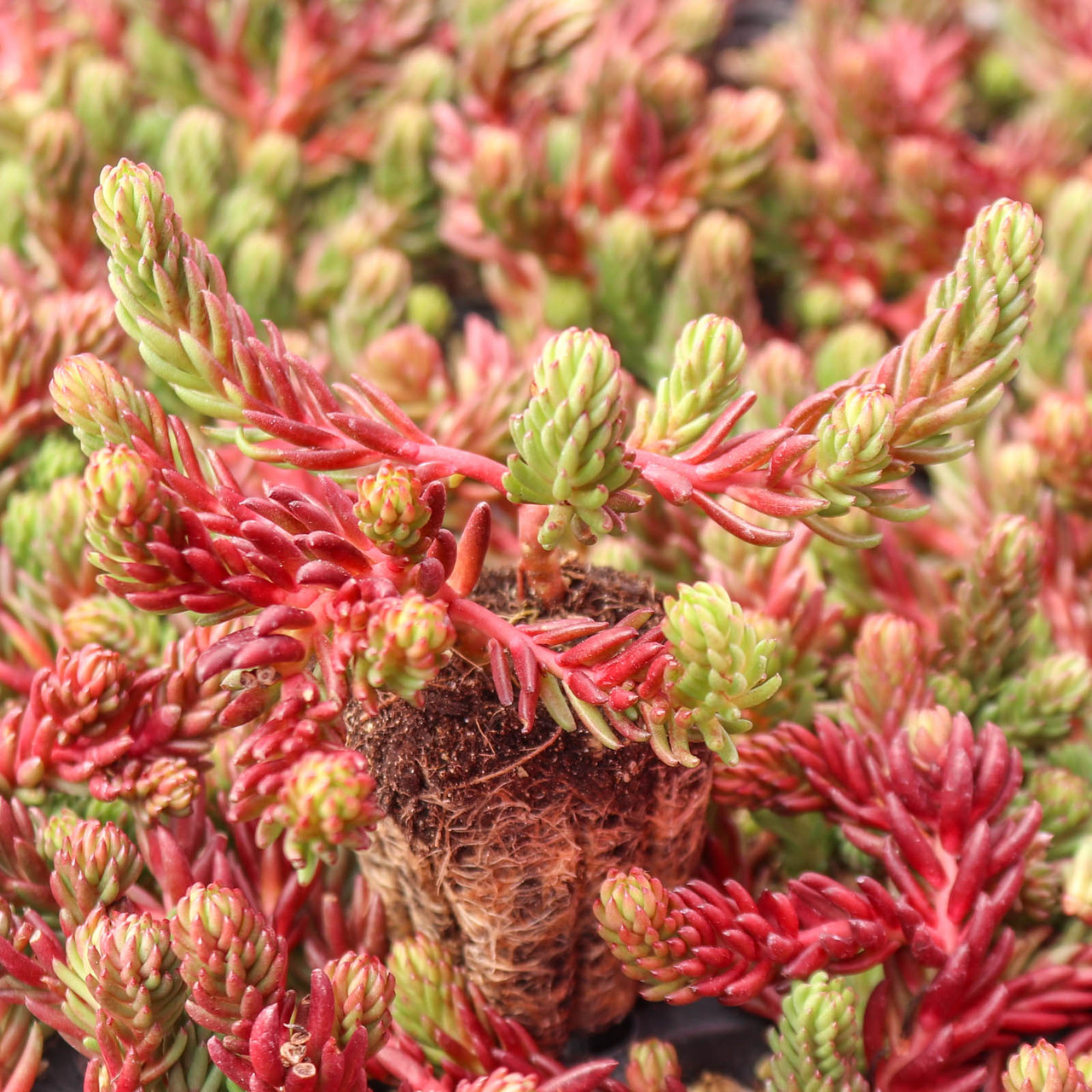 Sedum ochroleucum 'Red Wiggle' [plug] - Mountain Crest Gardens