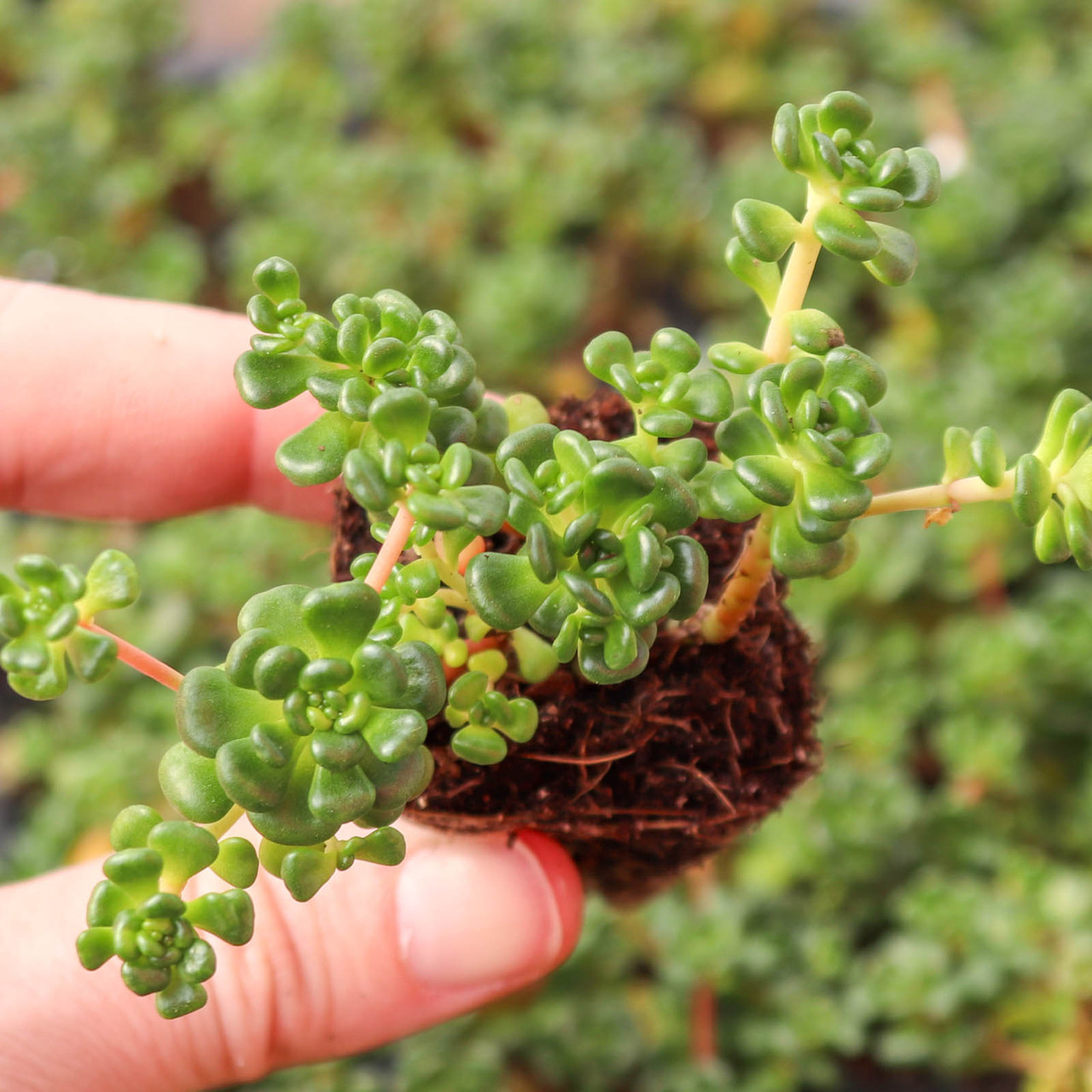 Sedum oreganum - Oregon Stonecrop | MCG™