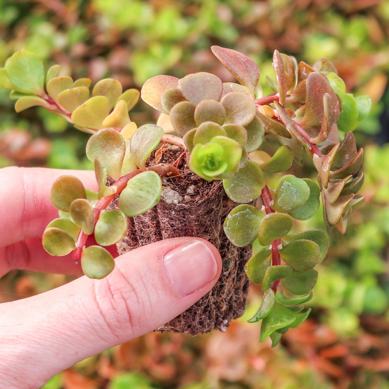 Sedum tetractinum 'Coral Reef' - Chinese Stonecrop - Sedum (Stonecrop)