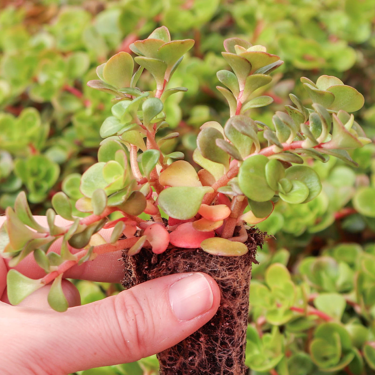 Sedum tetractinum - Chinese Stonecrop [plug] - Mountain Crest Gardens
