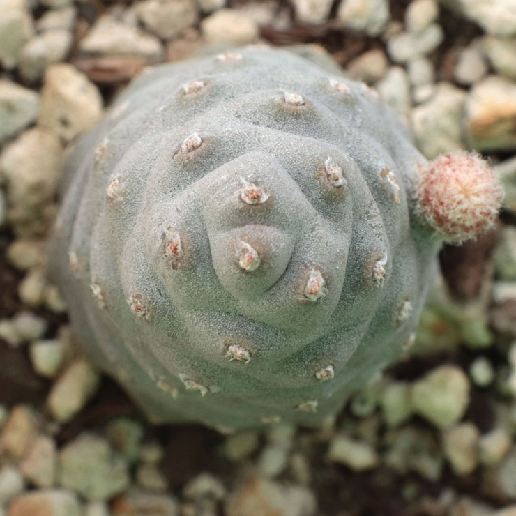 Tephrocactus articulatus - Pine Cone Cactus [large] | MCG™