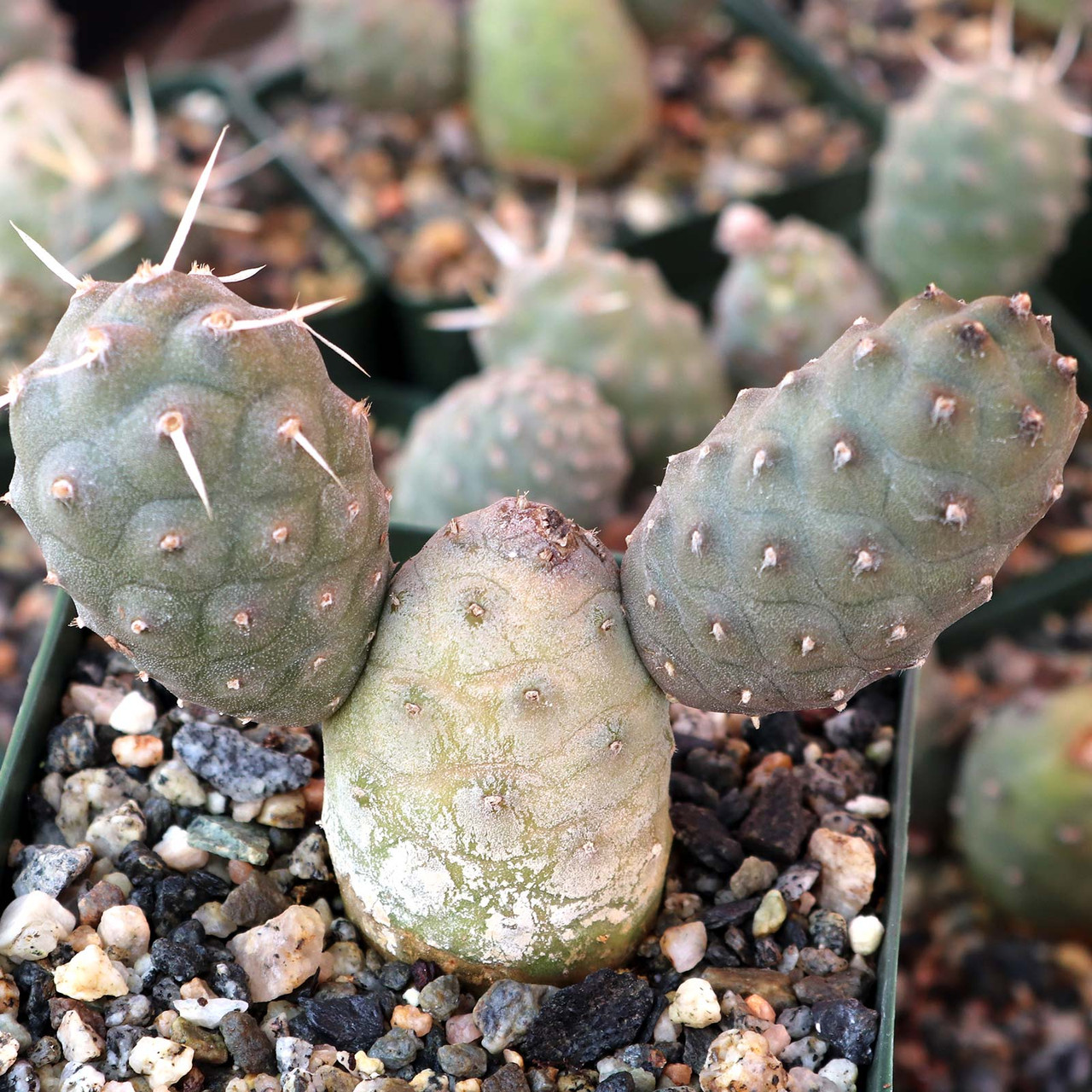 Tephrocactus articulatus - Pine Cone Cactus [large] | MCG™