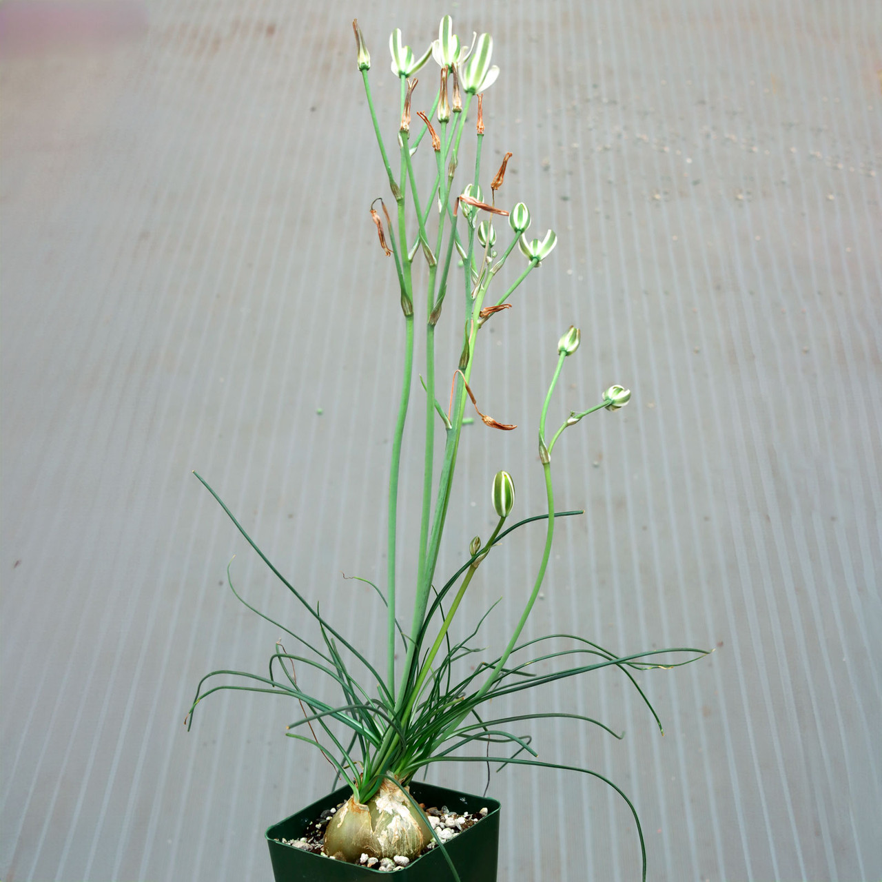 Albuca humilis [large] | Mountain Crest Gardens™