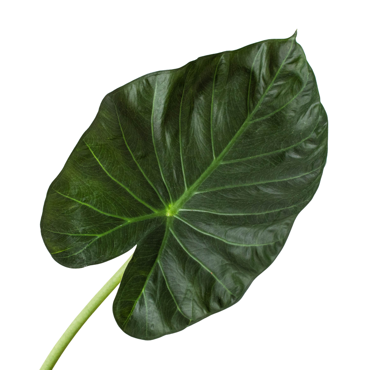 Alocasia 'Regal Shields' - Mountain Crest Gardens