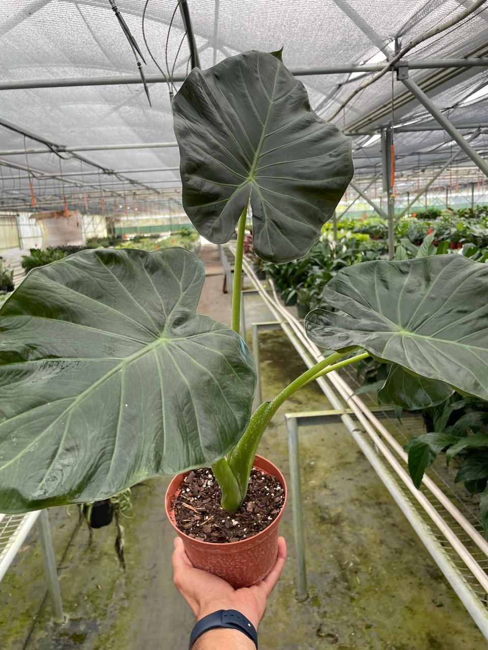 Alocasia 'Regal Shields' - Mountain Crest Gardens