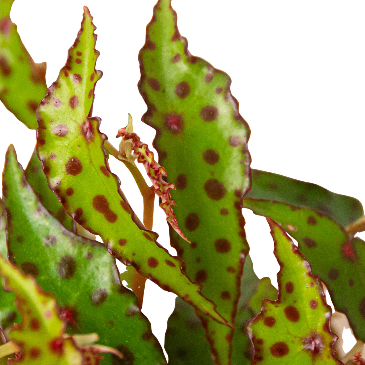 Begonia 'Pink Spotted' - Mountain Crest Gardens