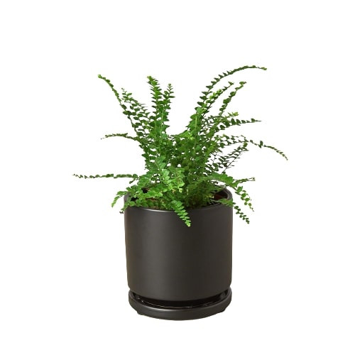 Fern 'Lemon Button' - Mountain Crest Gardens