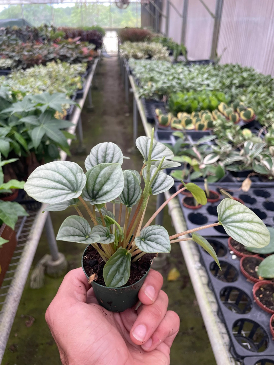 Peperomia 'Frost' - Mountain Crest Gardens