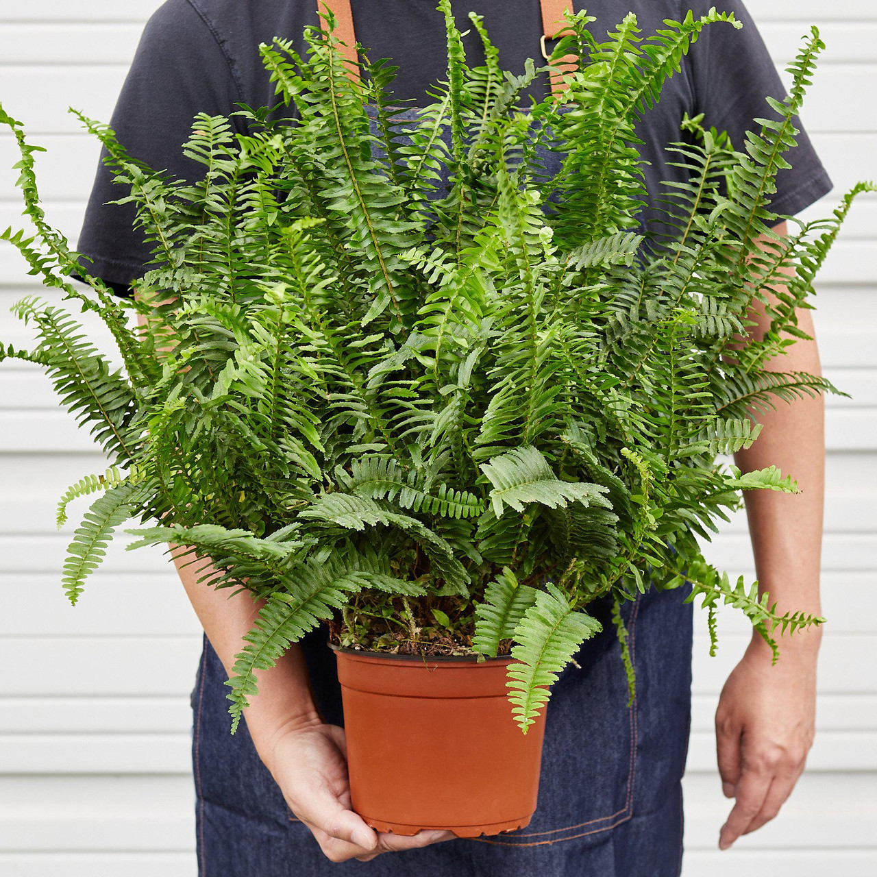 Jester's Crown Fern - Mountain Crest Gardens