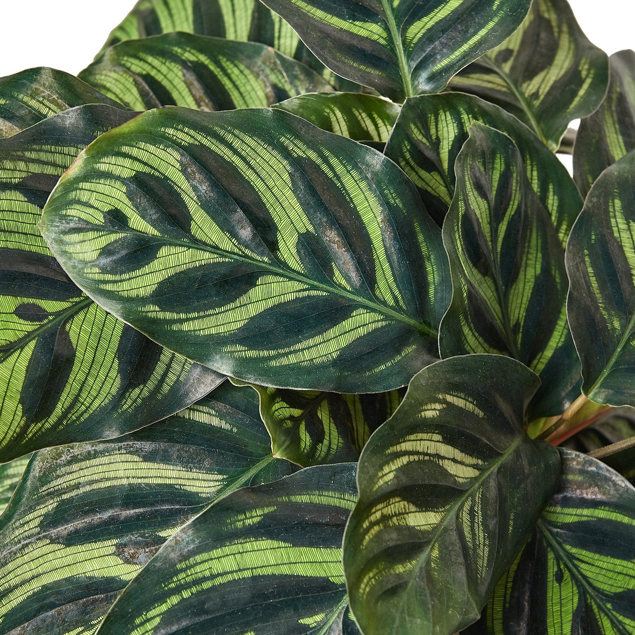 Calathea 'Makoyana' - Mountain Crest Gardens