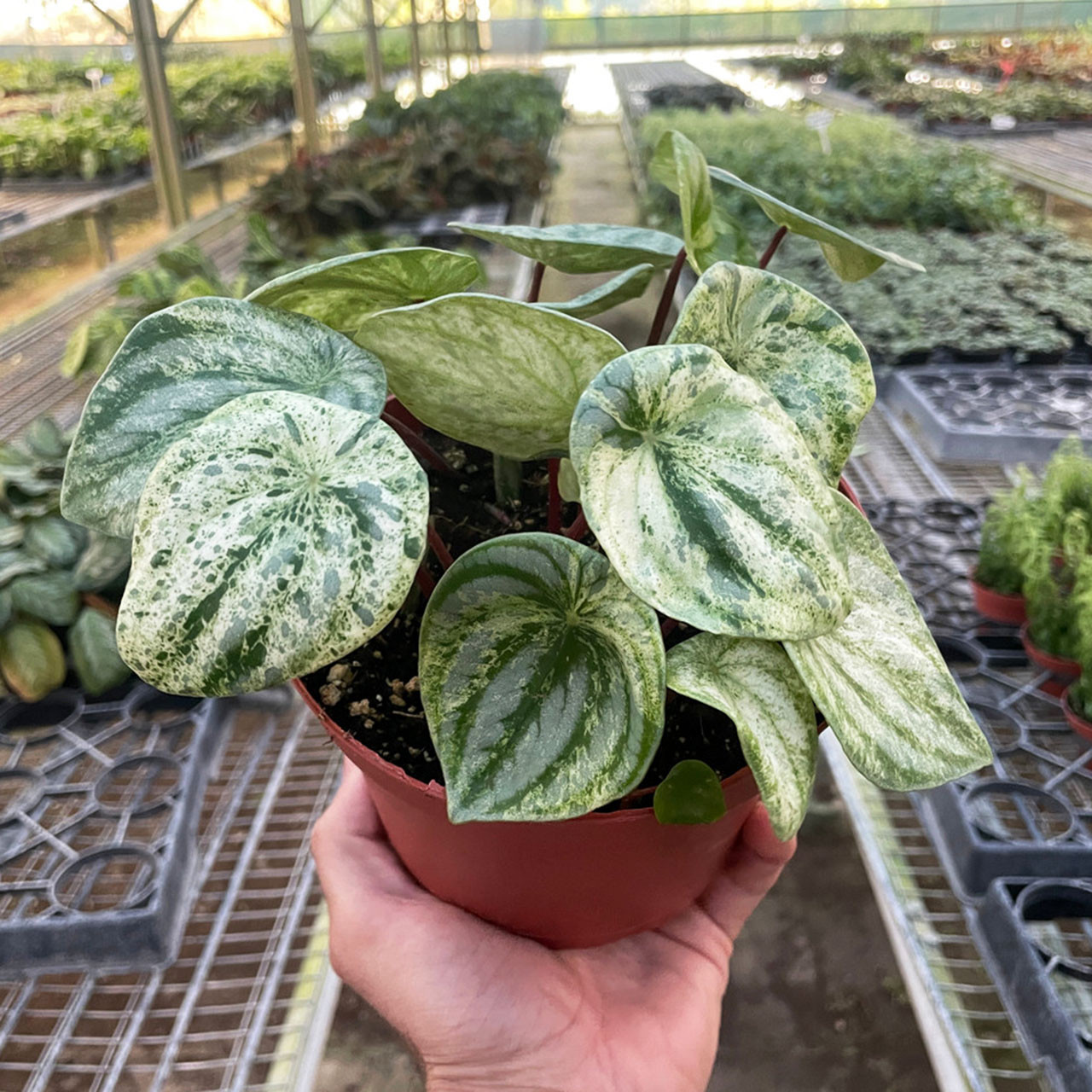Peperomia 'Watermelon Variegated' - Mountain Crest Gardens