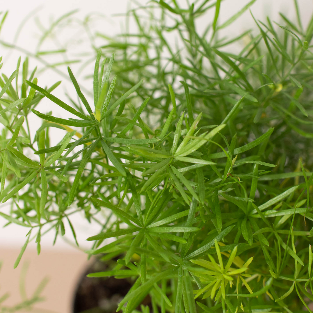 Asparagus Fern Sprengeri