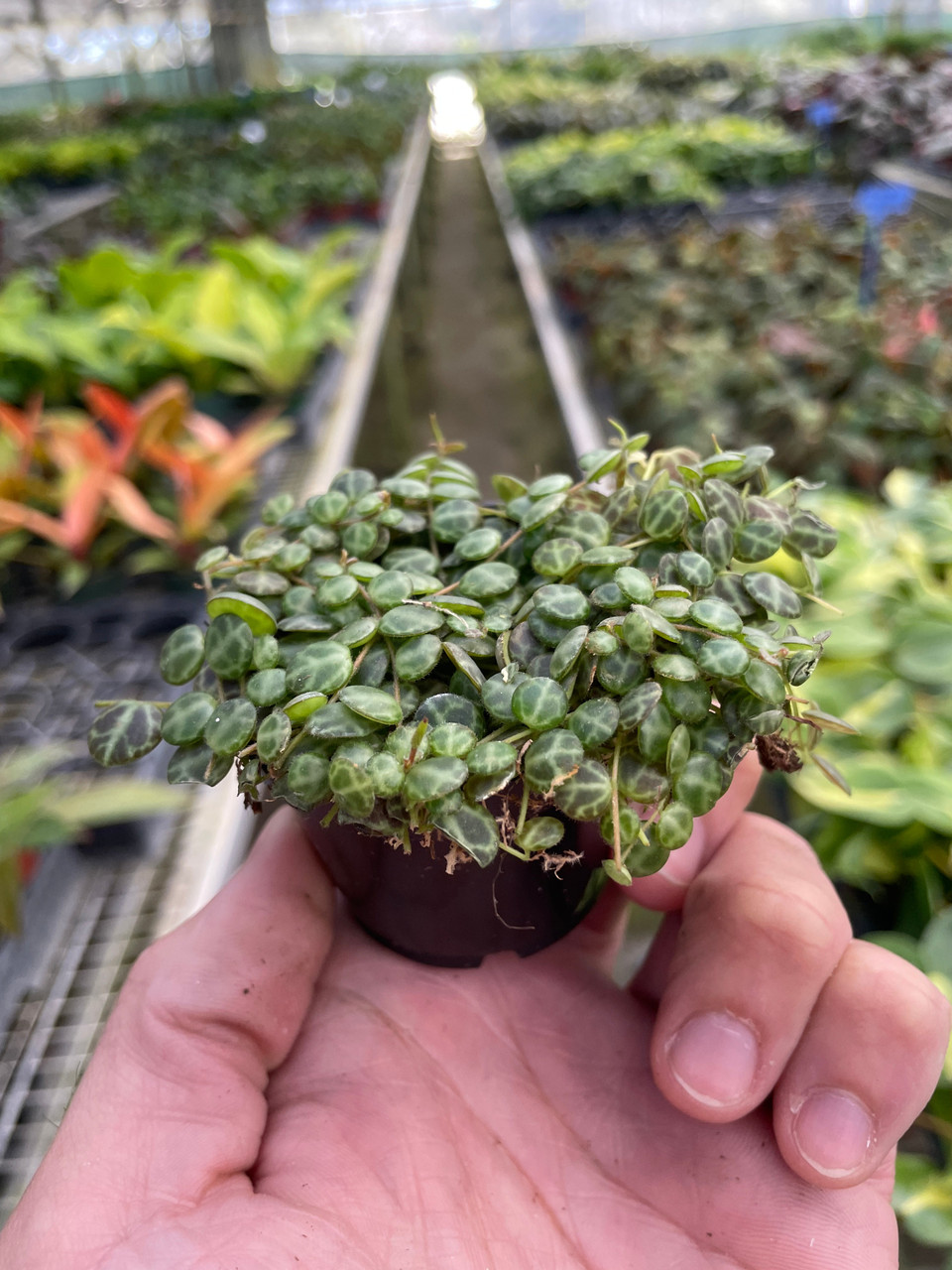 Peperomia Prostrata 'String of Turtles' - Mountain Crest Gardens