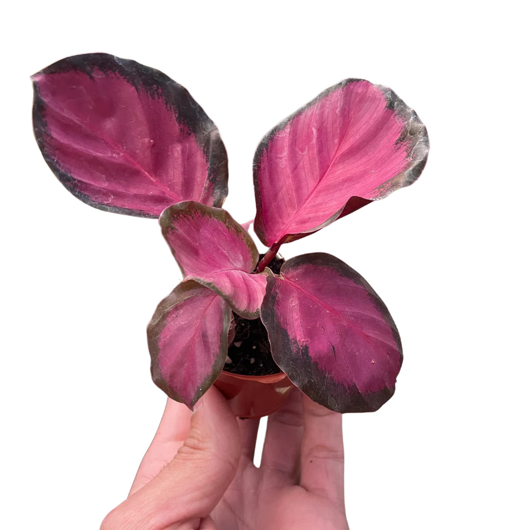 Calathea 'Purple Rose' - Mountain Crest Gardens