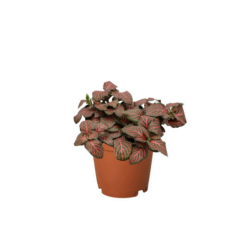 Fittonia 'Red' - Mountain Crest Gardens