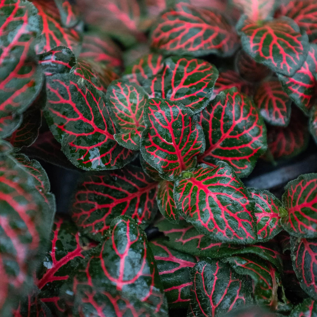 Fittonia 'Red' - Mountain Crest Gardens