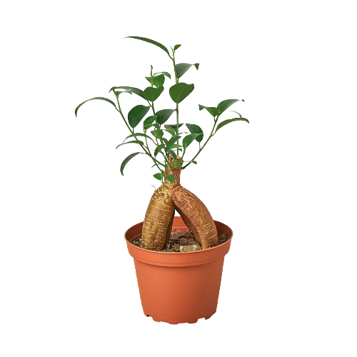 Ficus 'Ginseng' - Mountain Crest Gardens