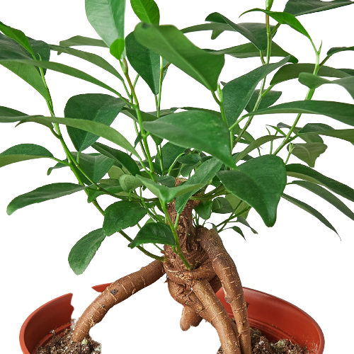 Ficus 'Ginseng' - Mountain Crest Gardens