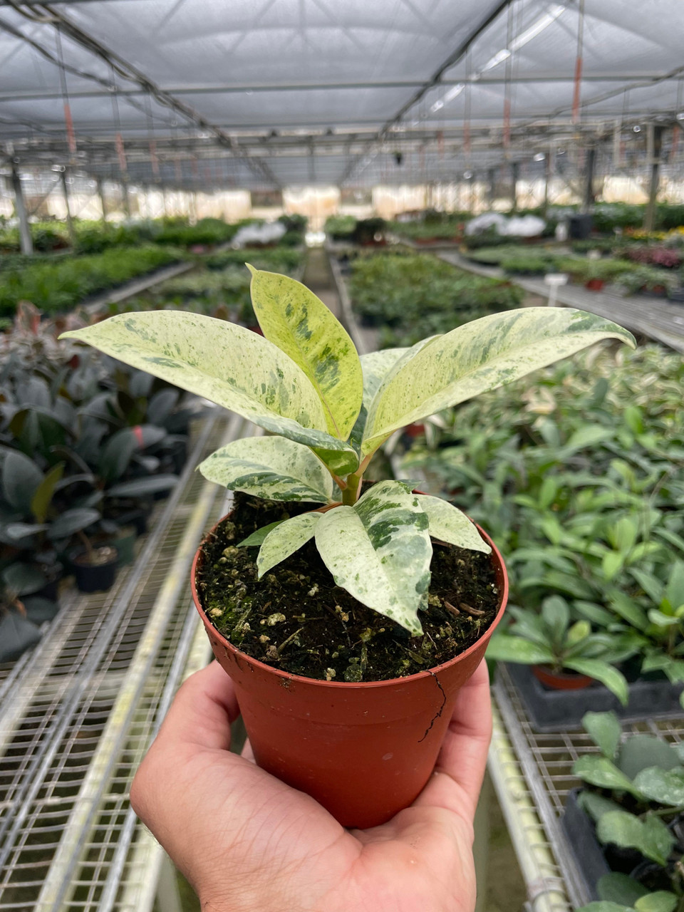 Ficus 'shivereana' (Moonshine) - Mountain Crest Gardens