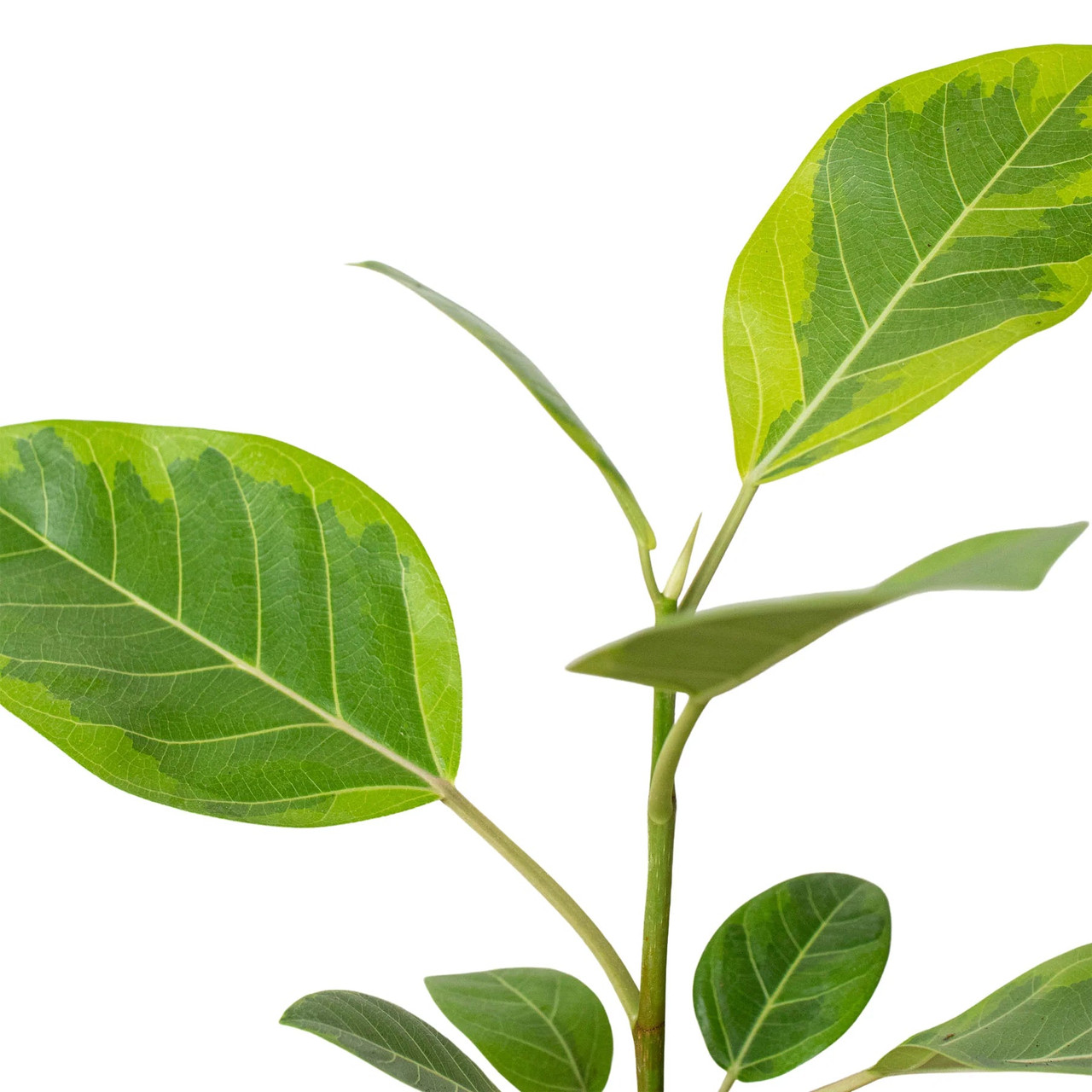 Ficus Altissima 'Yellow Gem' - Mountain Crest Gardens