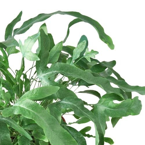 Fern 'Blue Star' - Mountain Crest Gardens