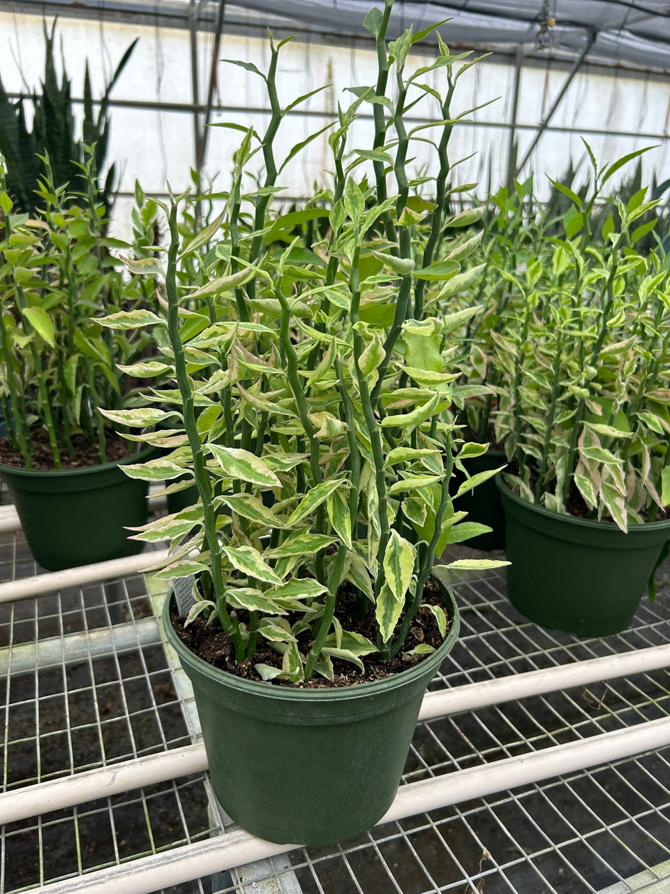 Variegated Devil's Backbone Euphorbia - Mountain Crest Gardens