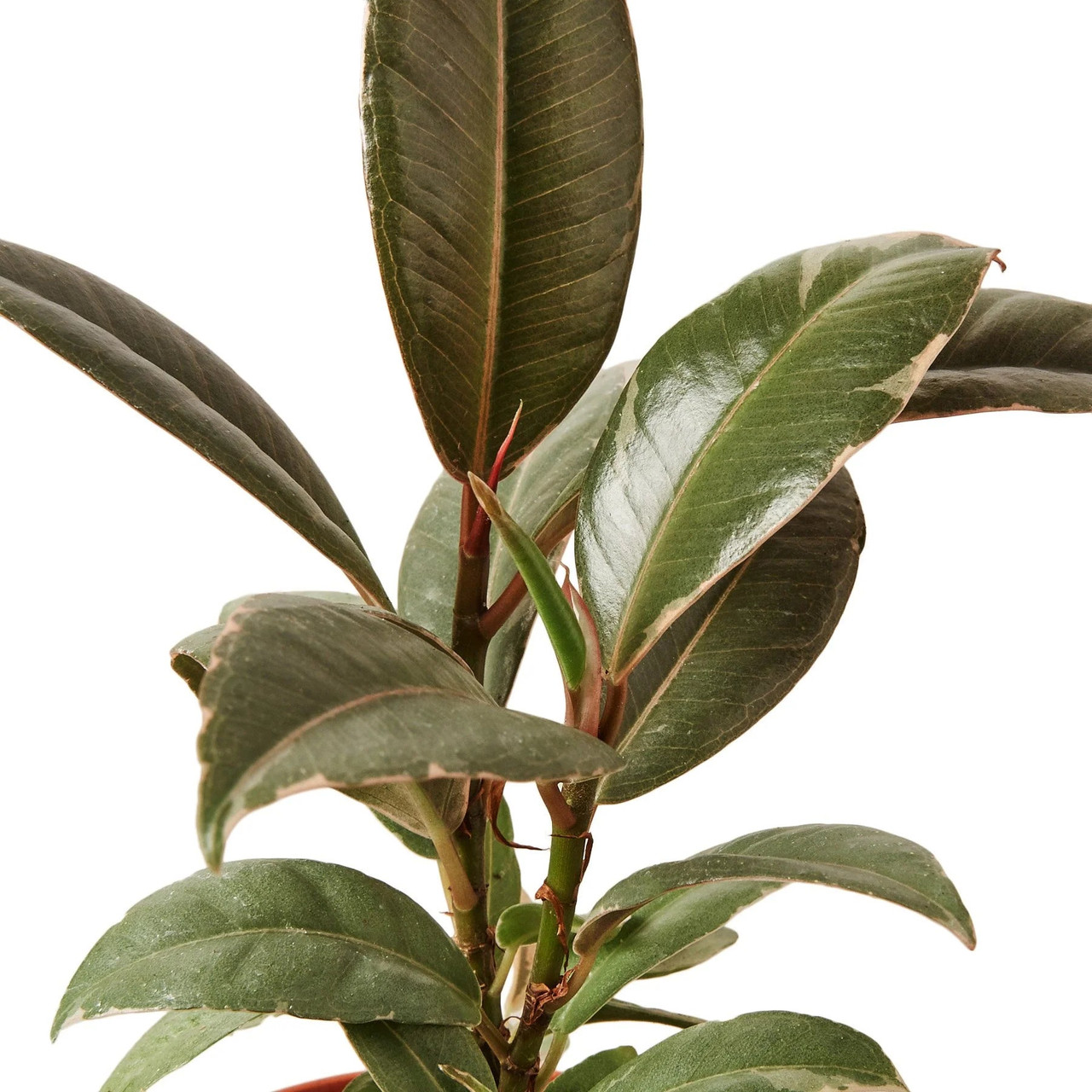 Ficus Elastica 'Tineke' - Mountain Crest Gardens