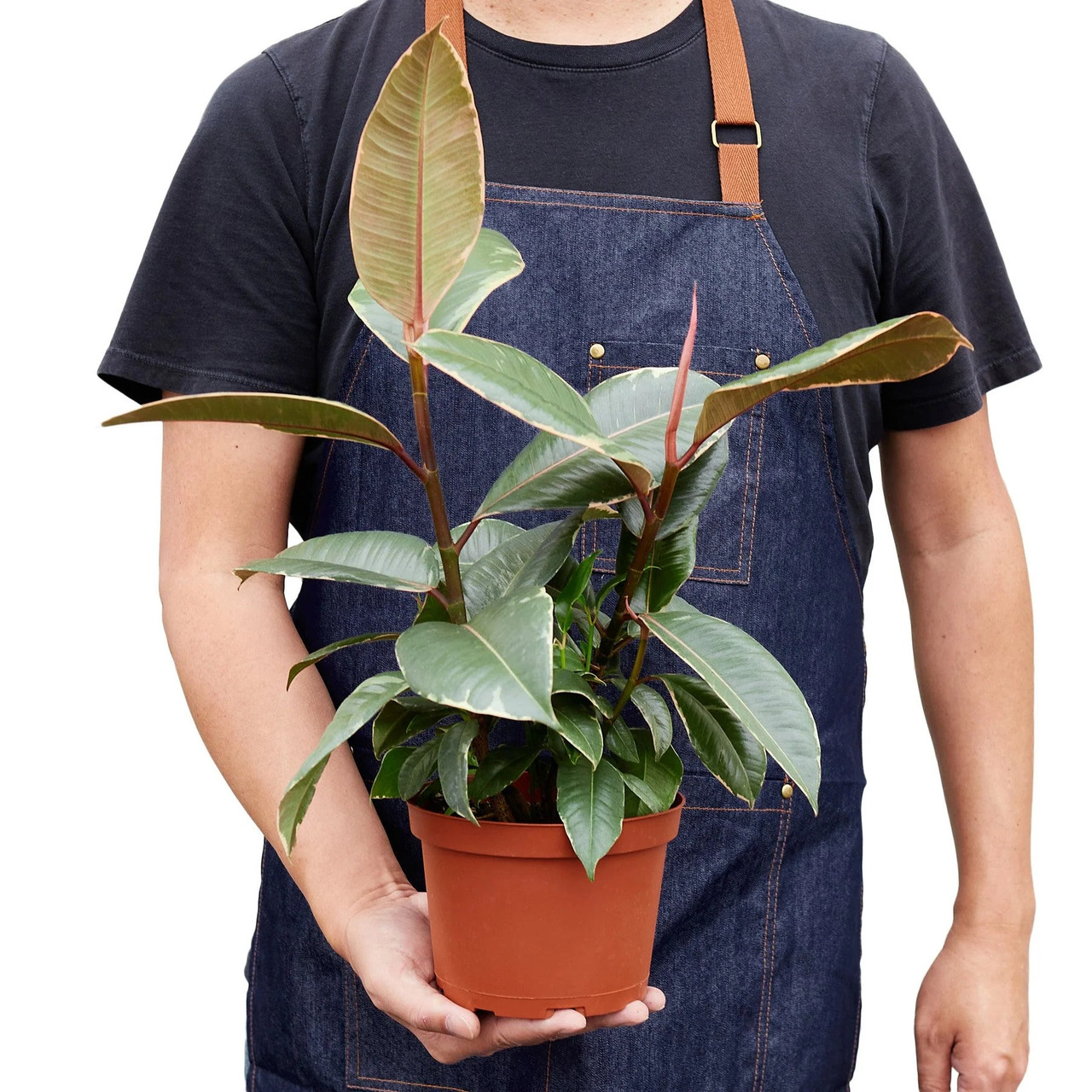Ficus Elastica 'Tineke' - Mountain Crest Gardens